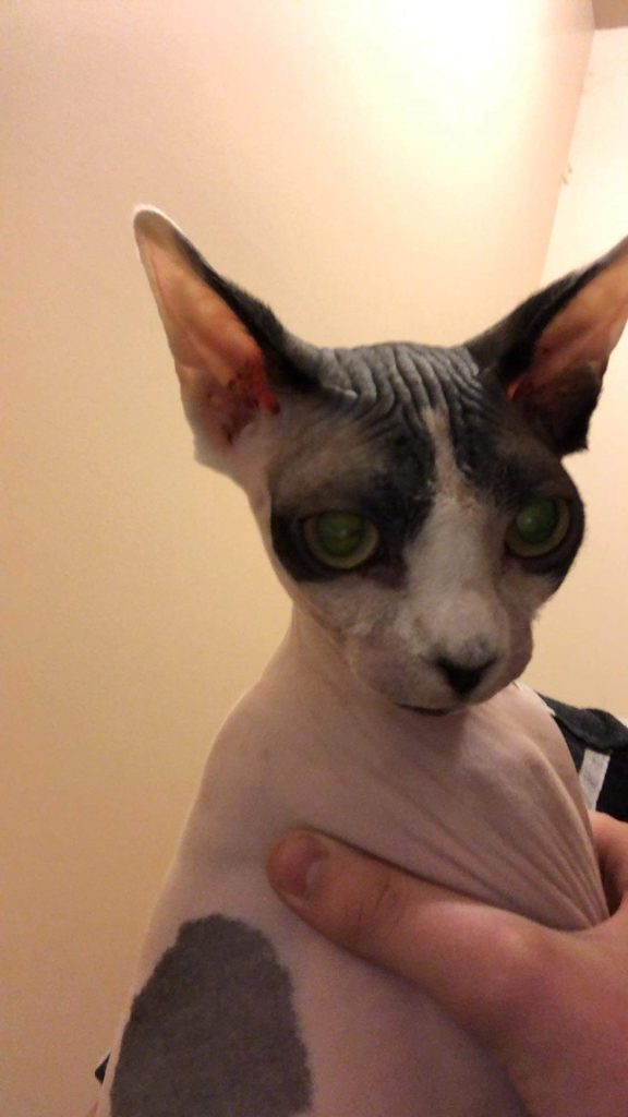 What type of cat is Bingus - Likeable Pets